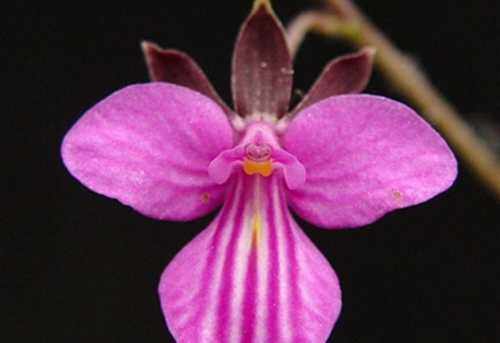 Редкая орхидея Tetramicra canaliculata
