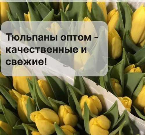 Тюльпаны оптом жёлтые