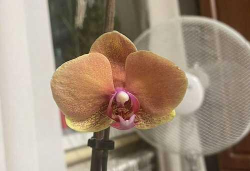 Орхидея фаленопсис Surf Song