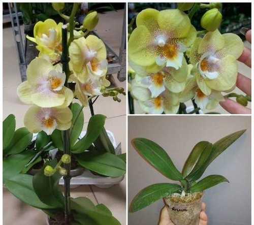 Орхидея фаленопсис много биглипов Азия нецветущие
