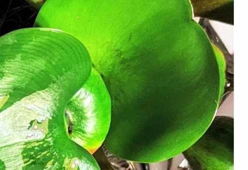 Растение для пруда: водный гиацинт(эйхорния)и др