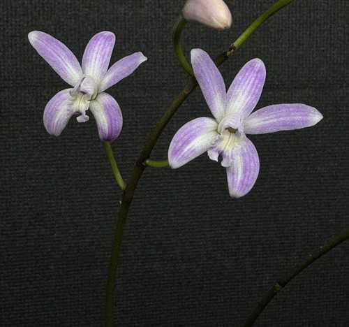 Орхидея Laelia (Hoffmannseggella) alvarenguensis