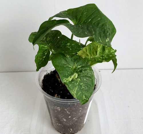 Сингониум Панда (Syngonium 'Panda')