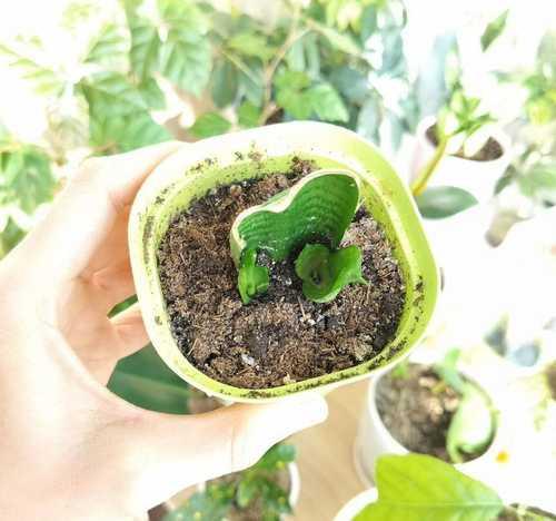 Сенсиверия