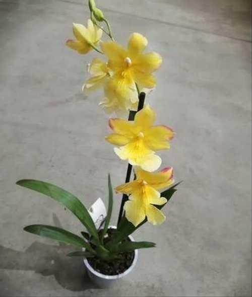 Мильтония желтая орхидея