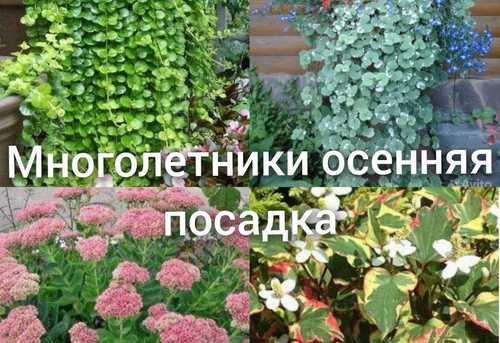 Многолетники