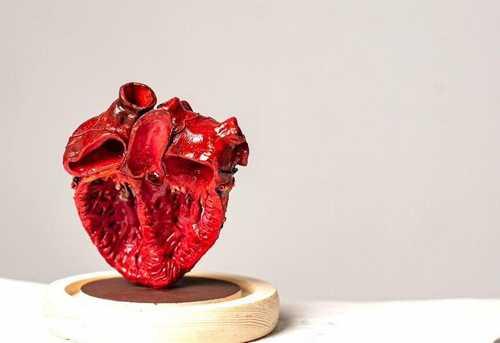 Анатомическая модель сердца