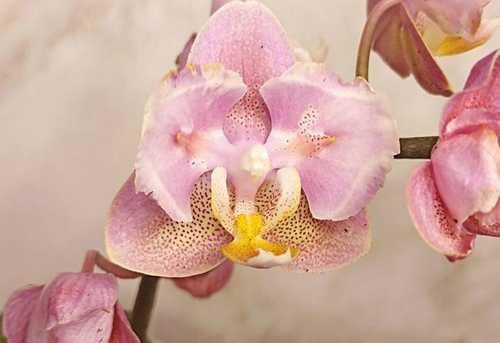 Орхидея фаленопсис Oriental orange бабочка фабрика