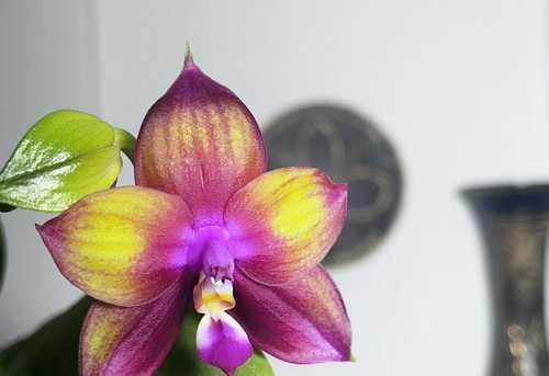 Фаленоесис Phal.Mituo Love ‘ Rainbow-520