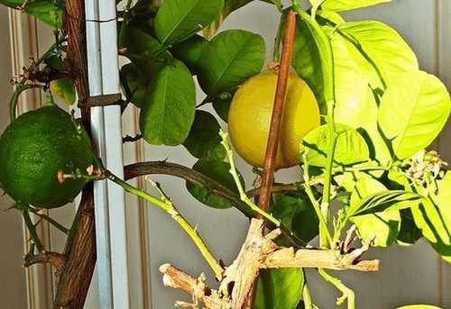 Лимонное дерево, плодоносит круглый год