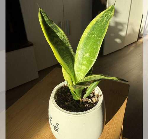 Сансевиерия