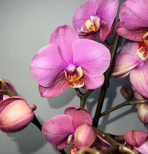 Орхидея фаленопсис ханни