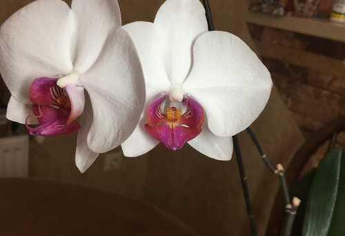 Орхидея фаленопсис Red eye