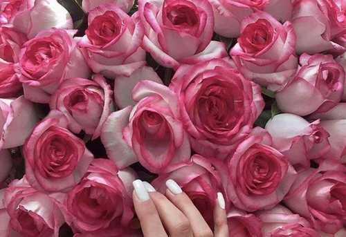 Цветы Розы Букет 25 роз Эквадор. Доставка