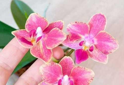 Орхидея фаленопсис Бовдион