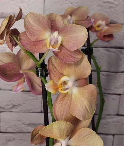 Орхидея фаленопсис "Монако "арома