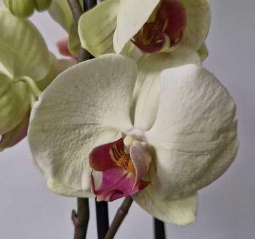 Орхидея салатового оттенка