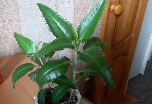 Каланхоэ Дегремона - лечебное растение
