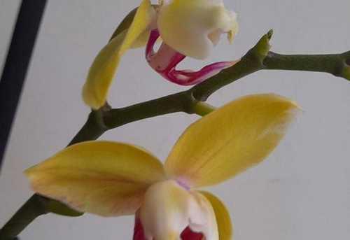 Орхидея фаленопсис бантик бабулетка