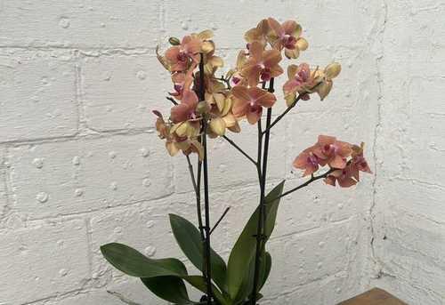 Орхидея фаленопсис Сансет Лав (sunset love)