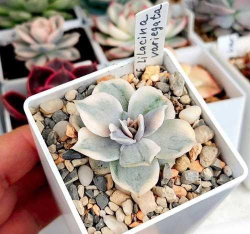 Продажа Эхеверий, Echeveria Lilacina variegata