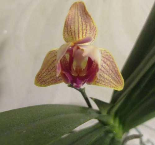 Орхидея Phal. 'Fuller's Gold Stripe' peloric