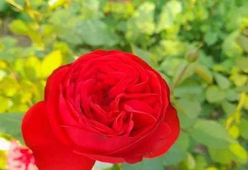 Английские Розы Саженцы