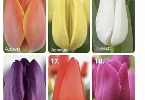 Тюльпаны средняя луковица