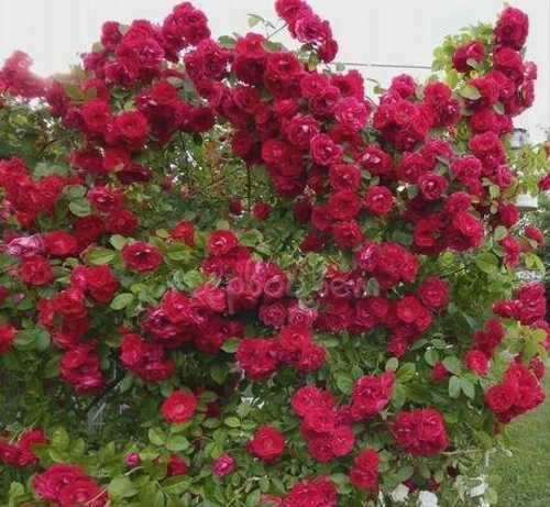 Саженцы розы плетистой
