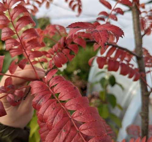 Рябина кашмирская (Sorbus cashmiriana)
