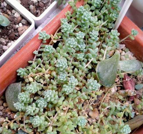 Отрез sedum dasyphyllum