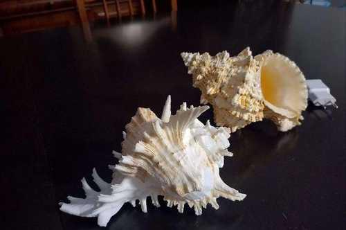 Морские ракушки раковины большие красивые