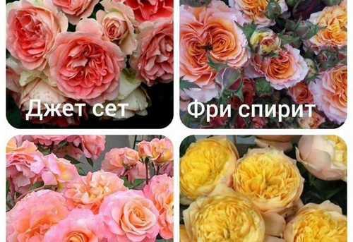 Розы плетистые саженцы