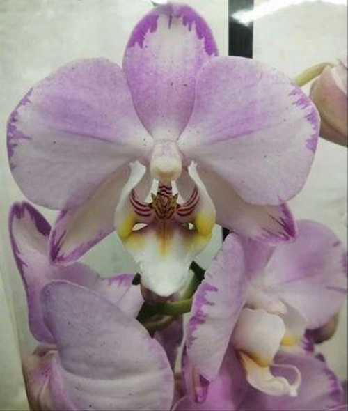 Орхидея фаленопсис гибрид 80