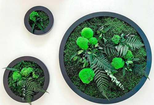 Круглые фитокартины 'Зеленый оазис благополучия'
