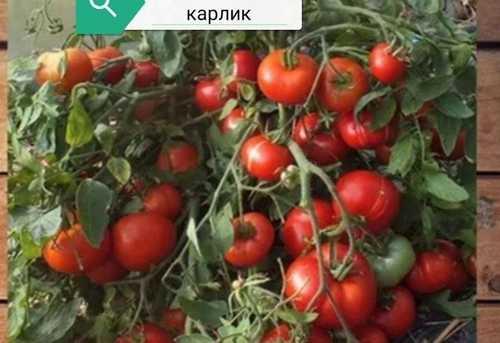 Семена томата  карлик | Festima.Ru - Мониторинг объявлений
