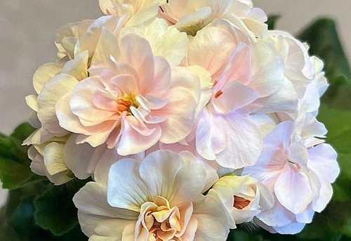 Пеларгония герань та мерсин