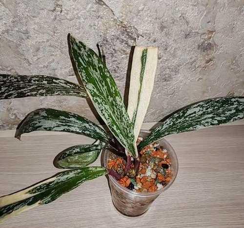 Хойи новинки  старинки