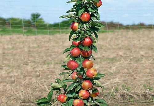 Яблоня колоновидная Валюта - 3хлетний саженец