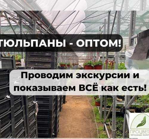 Оптовая продажа тюльпанов от 1000 шт