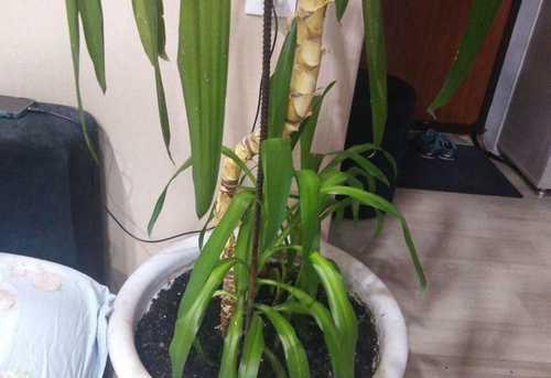 Комнатное растение юкка 1,5 м без горшка