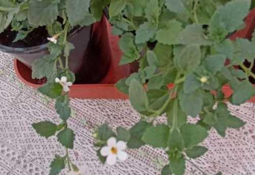Бакопа - ампельное растение