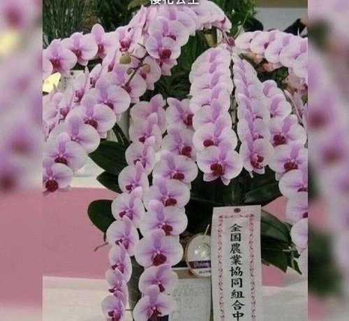 Орхидея (фаленопсис) Phal. Sakura Hime