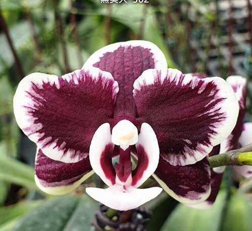 Орхидея фаленопсис kaoda twinkle 362