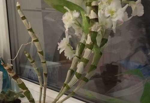 Орхидея из личной коллекции