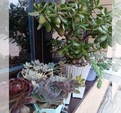 Суккуленты