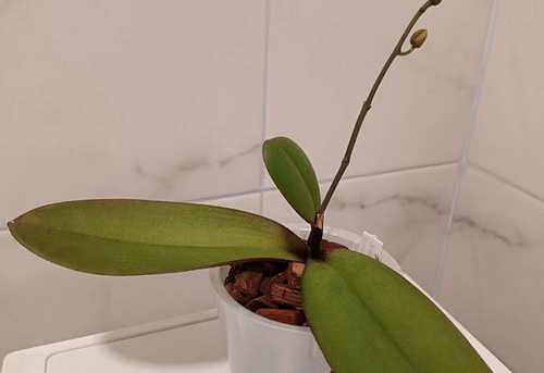 Орхидея венецианский карнавал