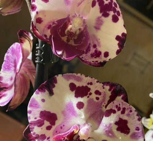 Орхидея фаленопсис mystical dream