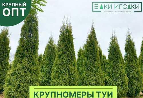 Туи Крупномеры Смарагд 1,8 м