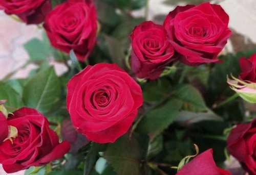Крымская роза доставка цветы